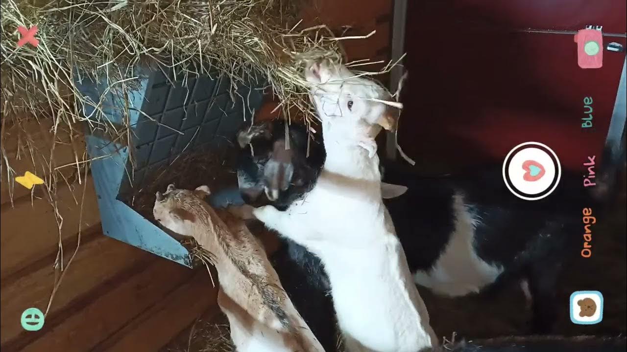 Charlie's Goat Dairy, An Introduction to Us - YouTube