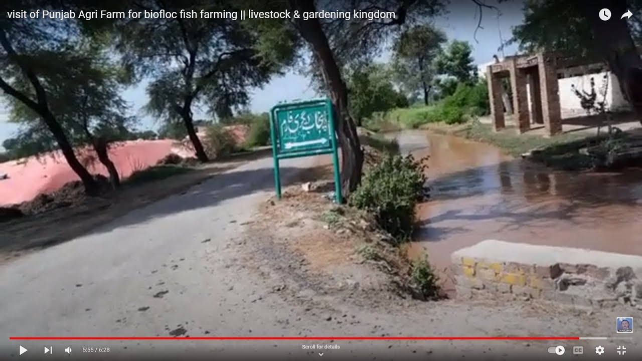 visit of Punjab Agri Farm for biofloc fish farming district kasur ...