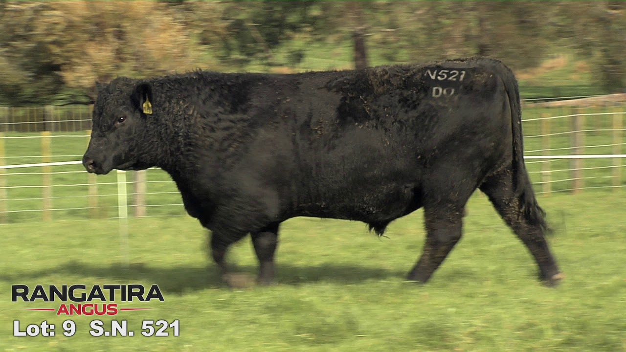 Rangatira Angus Bullsale 2019 - Lot 9 SN 521 - YouTube