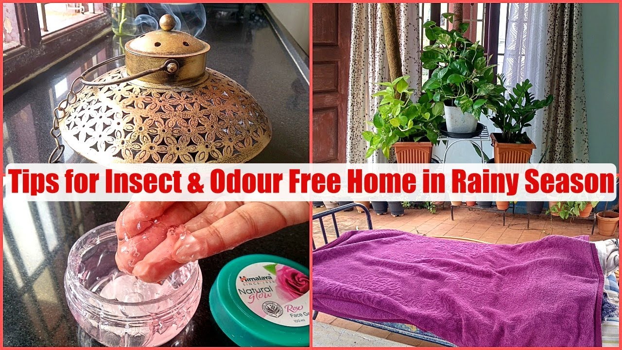 12 Rainy Season Tips Everyone Must Know for Insect free Home | Winter ...