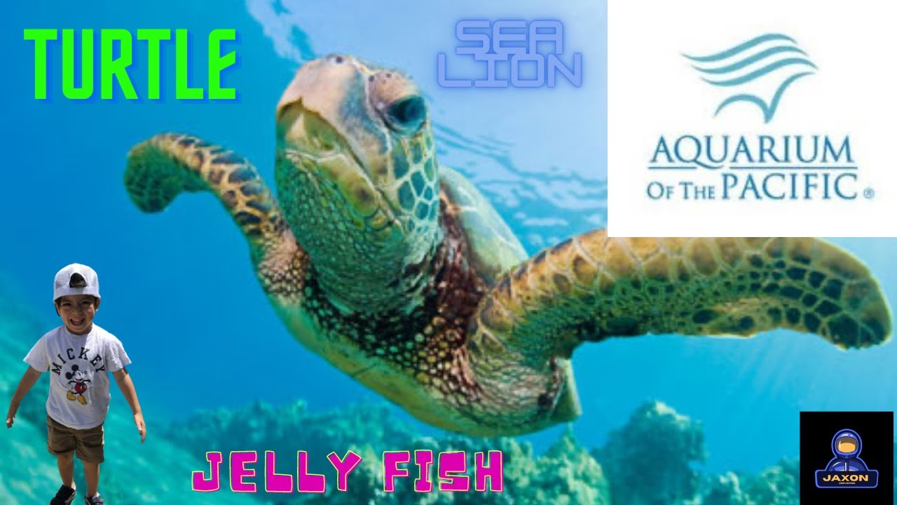 AQUARIUM OF THE PACIFIC LEARN SOME SEA CREATURES NAMES YouTube aquarium-of-the-pacific-learn-some-sea-creatures-names-youtube
