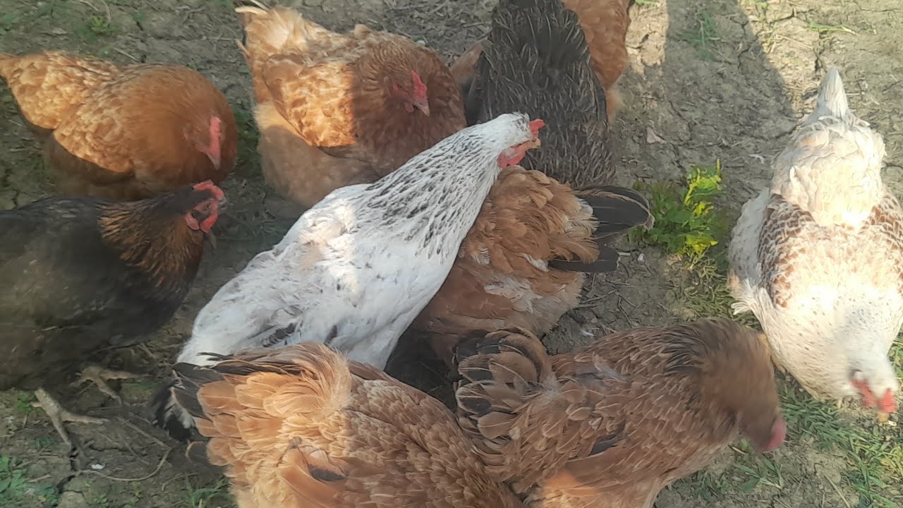 OUĂ DE GĂINI, PUI DE PORUMBEL, PORCUL MĂNÂNCĂ OUL ÎNCREDERE BUNĂ ...