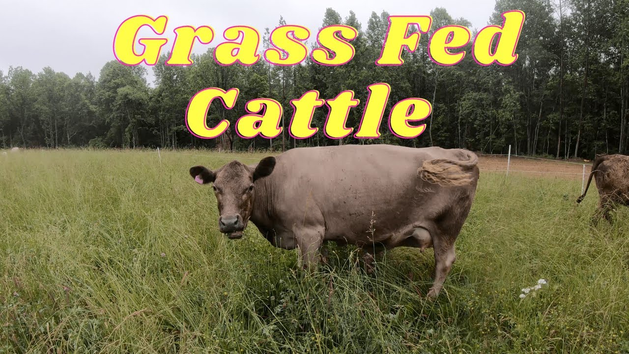 EP. 8 Cows are Gaining Weight using the STRIP GRAZING Method - YouTube