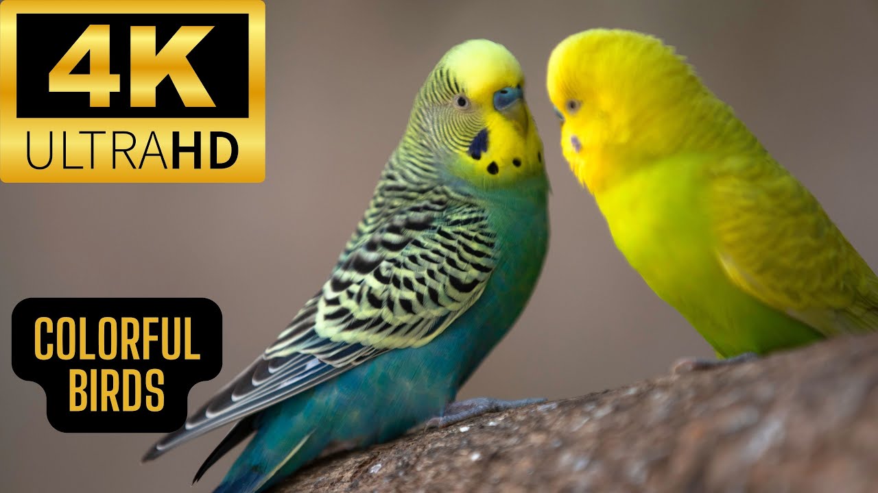 Breathtaking Colorful Birds Song Film With Relaxing Music - YouTube