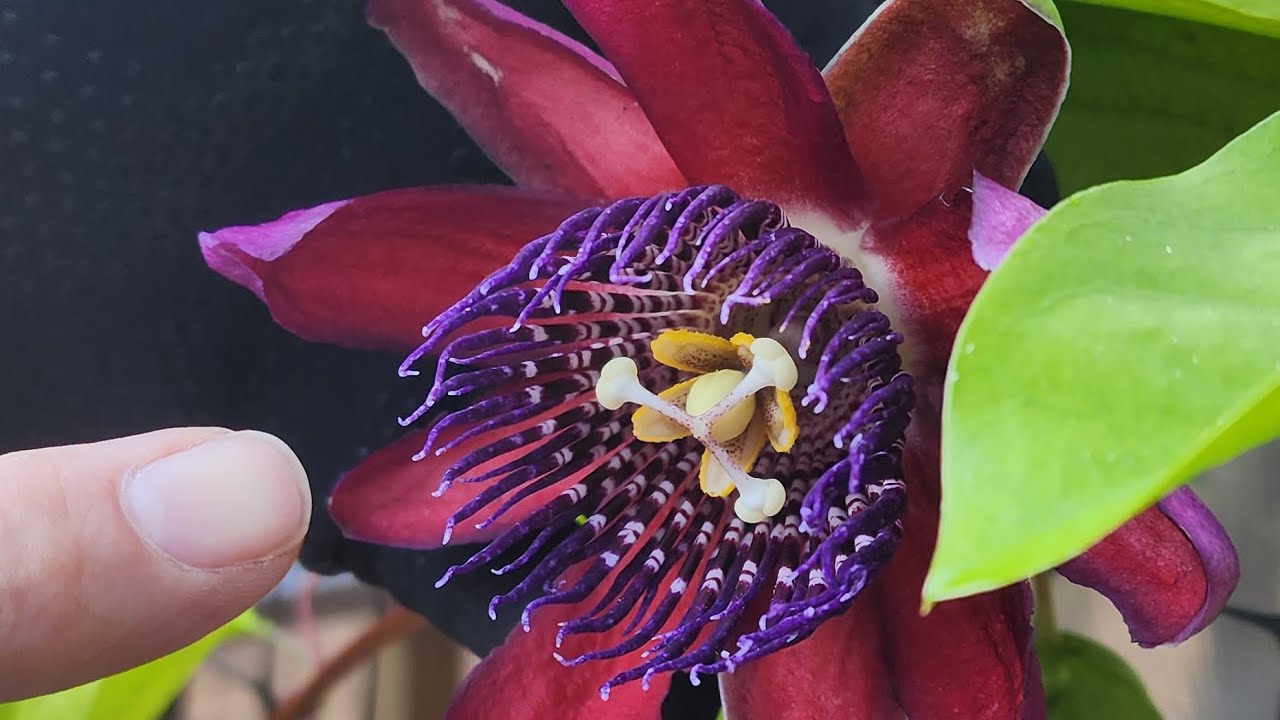 How To Properly Masturbate Your Passionflower for best Pollination and ...