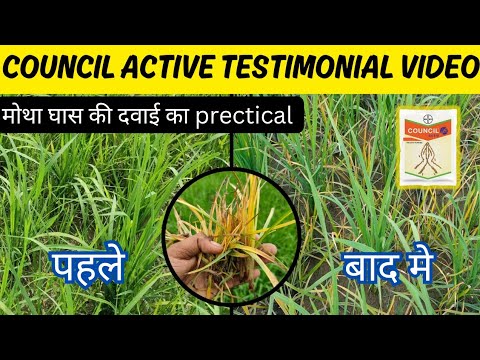 Council active herbicide Testimonial video || मोथा घास पर लाइव रिजल्ट् ...