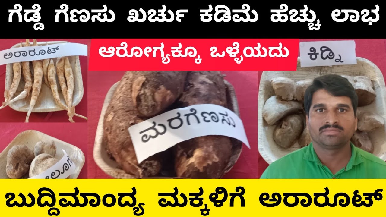 ಗೆಡ್ಡೆ ಗೆಣಸು ಖರ್ಚು ಕಡಿಮೆ ಹೆಚ್ಚು ಲಾಭ. BENEFITS OF GEDDE GENASU ...
