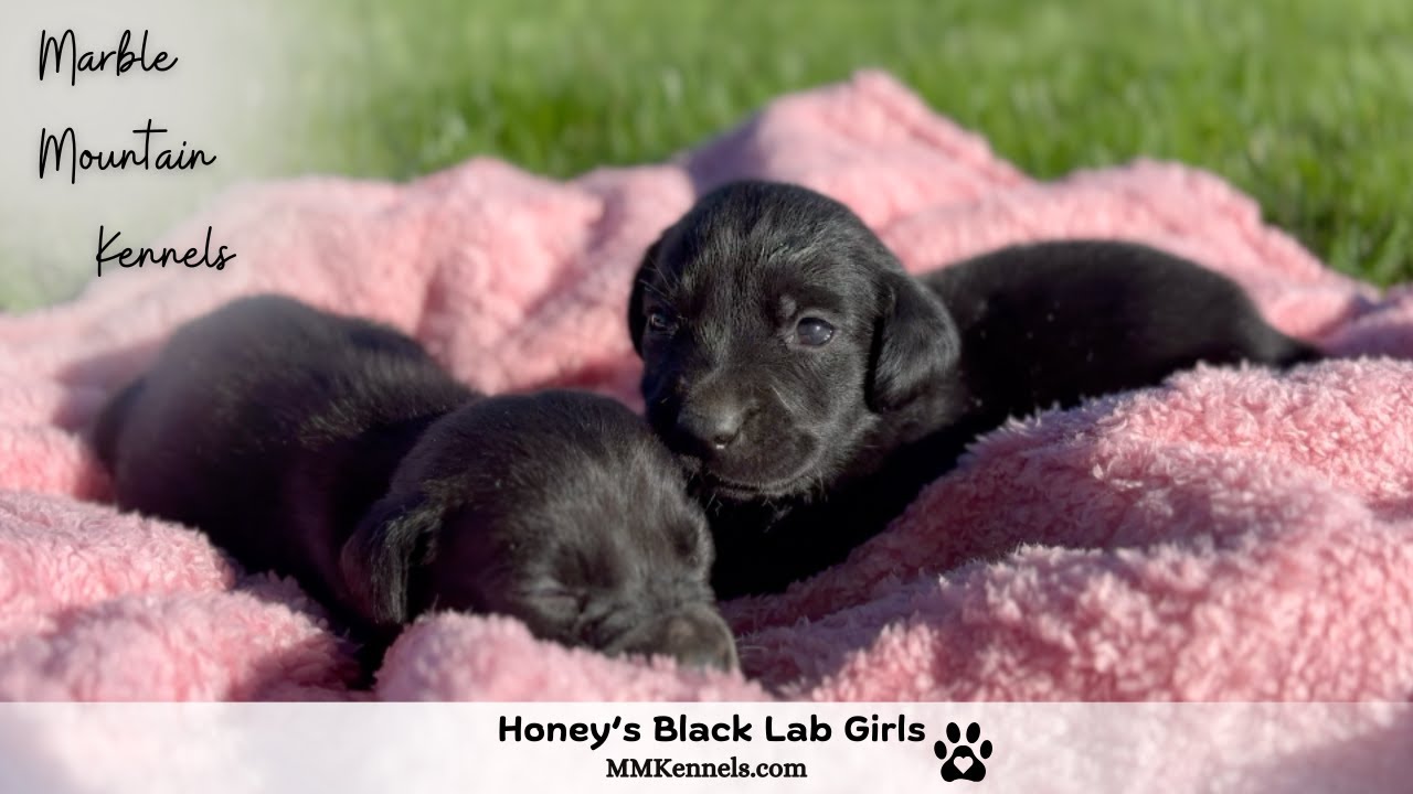 Honey's Black Female Lab Puppies 3.5 Weeks-Old (born July 22, 2025) # ...