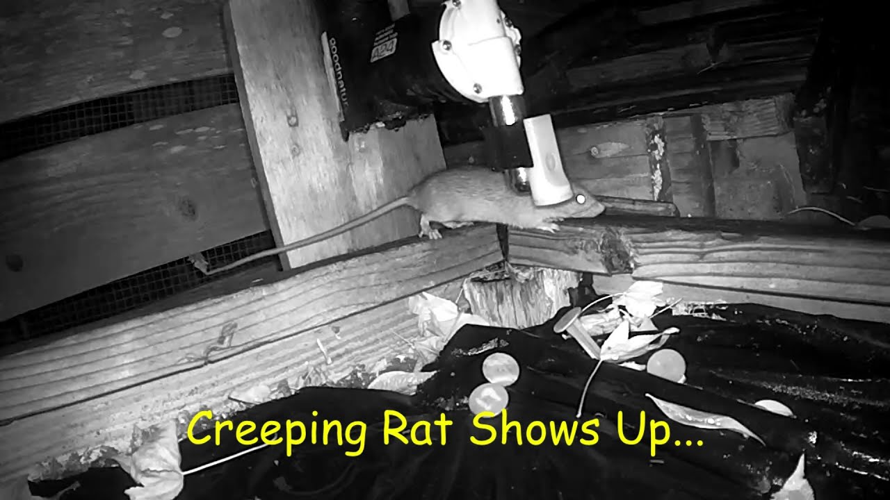 The A24 Rat Trap and the Creeping Rat & How to Safely Dispose of a Rat ...