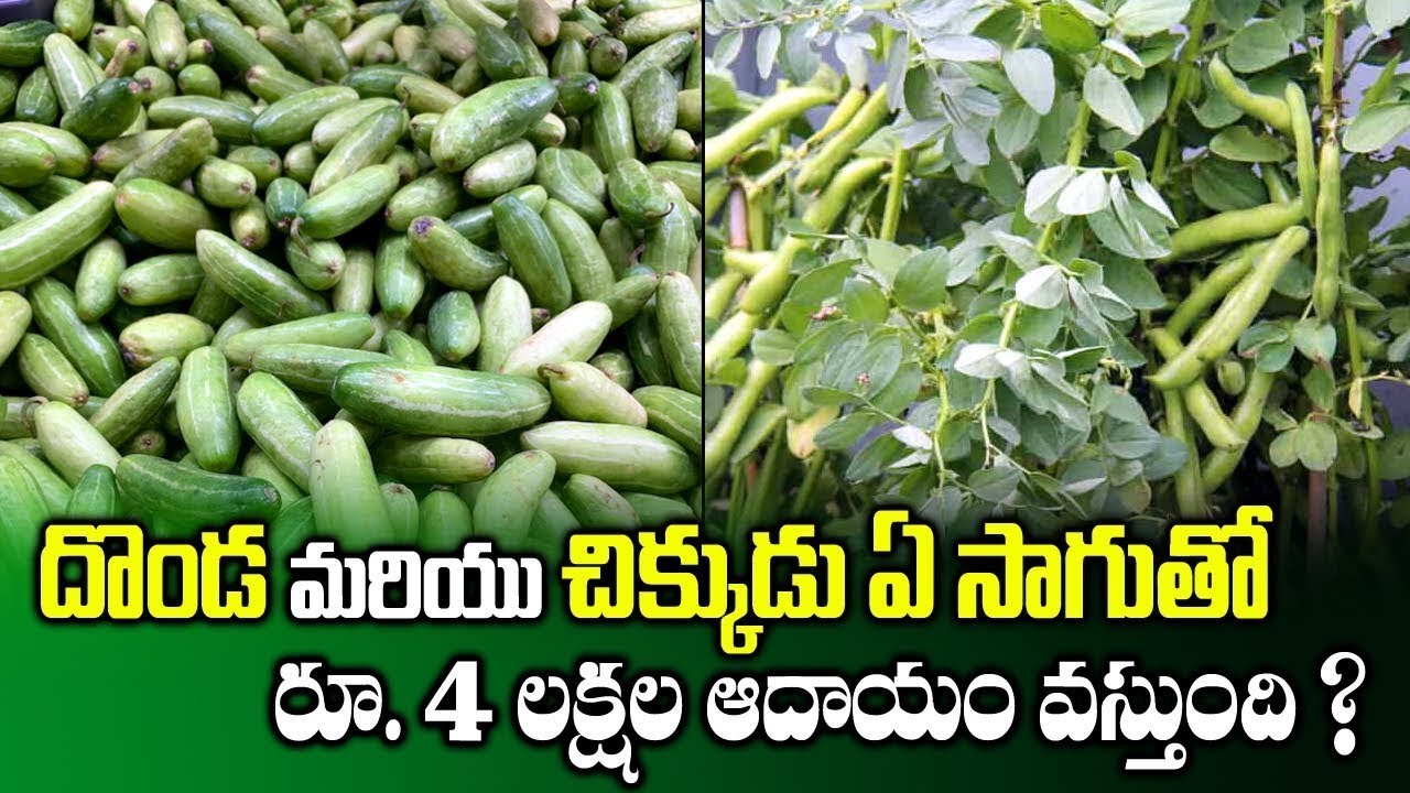 How to Earn High Profits in Broad Beens and Ivy Gourd Farming || High ...
