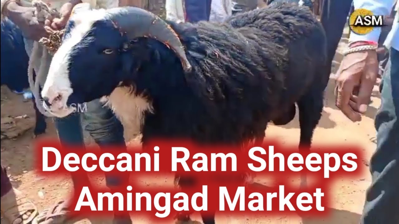 Episode -28 | Amingad Rams Sheep Market, Bagalkot, Karnataka, India ...