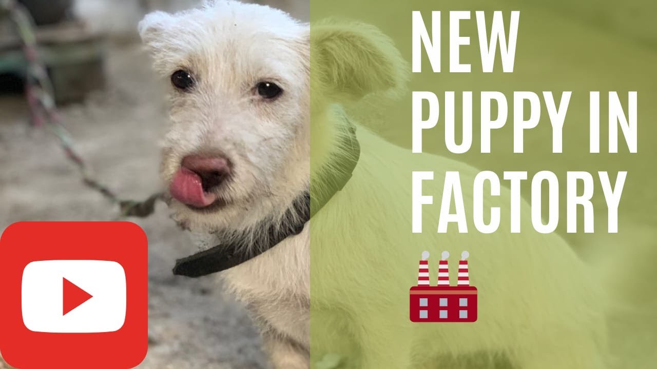New puppy in factory - YouTube