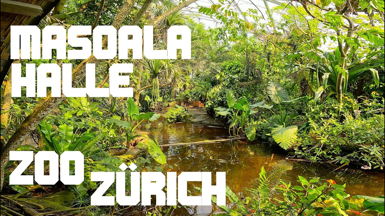 ZOO ZÜRICH - MASOALA HALLE - 4K - YouTube