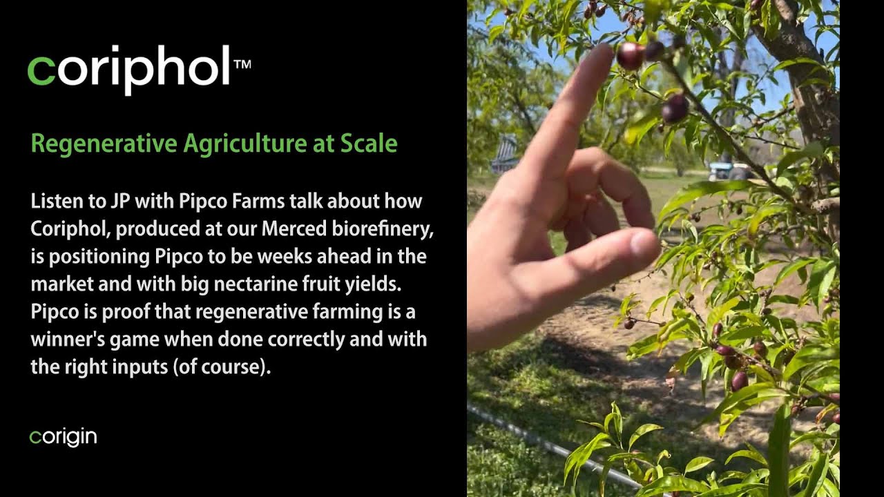 Coriphol Positions Pipco Farms with Market Leadership - YouTube