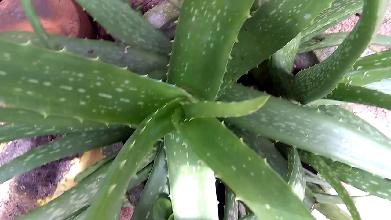 කෝමාරිකා ´ Komarika - YouTube