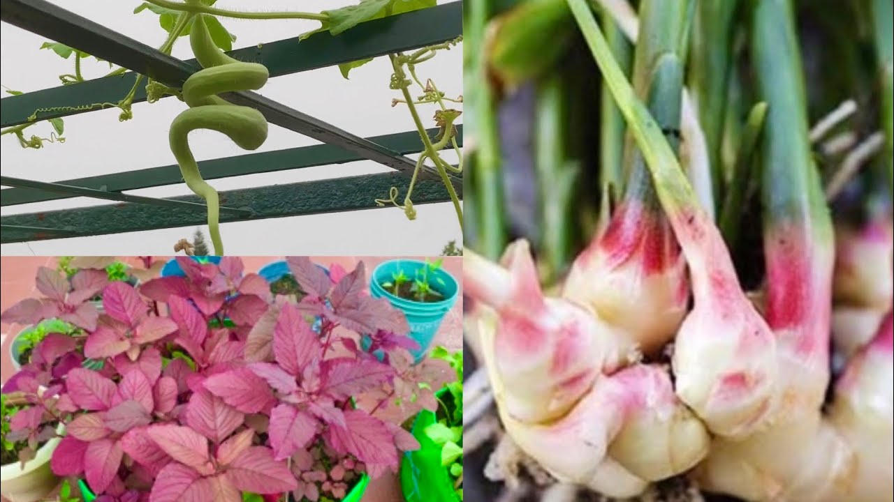 Best 15 Vegetable Seeds To Grow In May // May Vegetables - YouTube