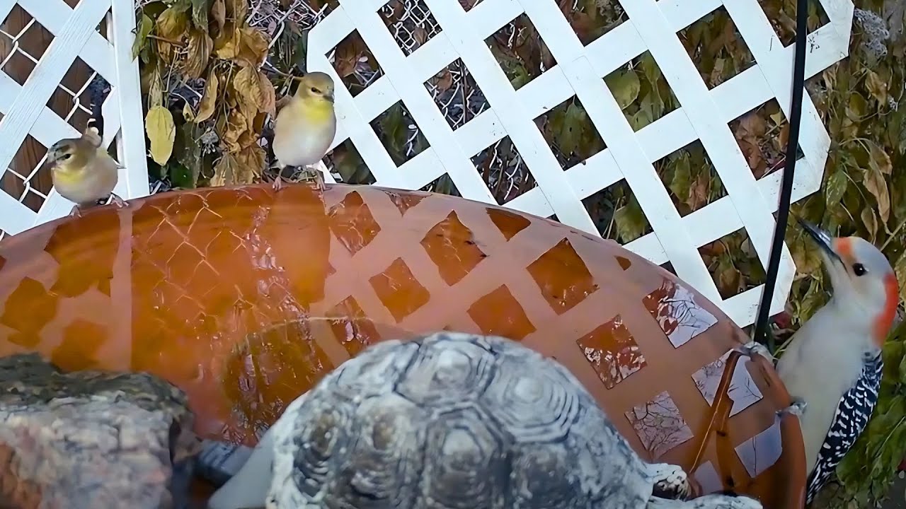 Winter Oasis: Backyard Birds Gather for a Refreshing Drink - YouTube