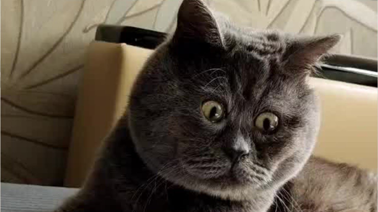 Fedya, el gato ruso que enternece las redes por su expresión de ...