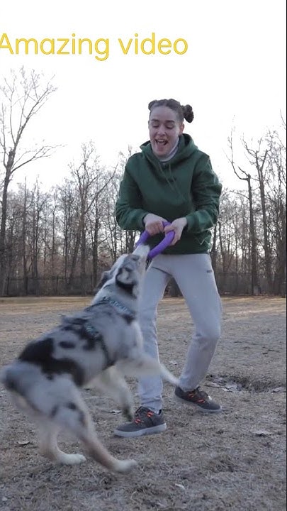 OMG Dog so cute Very funny - YouTube