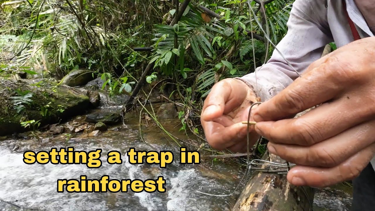 Setting a primitive rodent trap in the tropical rainforest of Arunachal ...