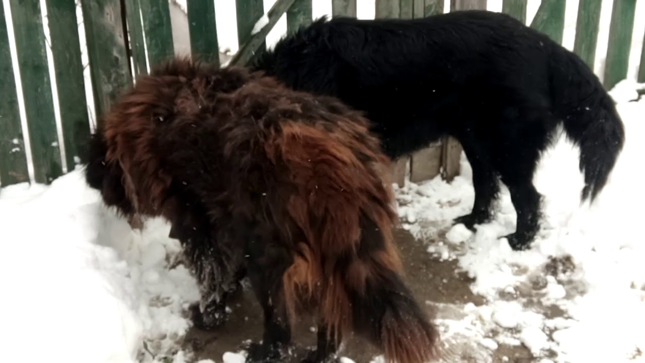 Ciobanesc romanesc corb - considerații personale - YouTube