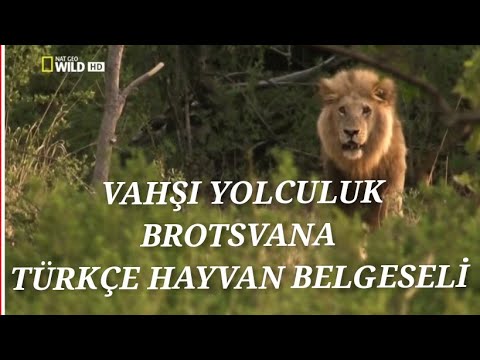 Vahşi Yolculuk Botsvana Türkçe Hayvan Belgeseli