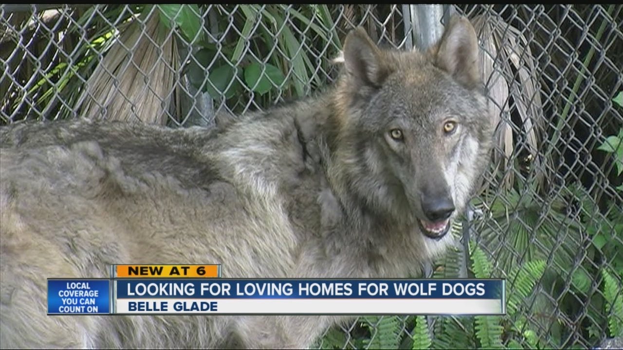 Wolf dogs need a home - YouTube