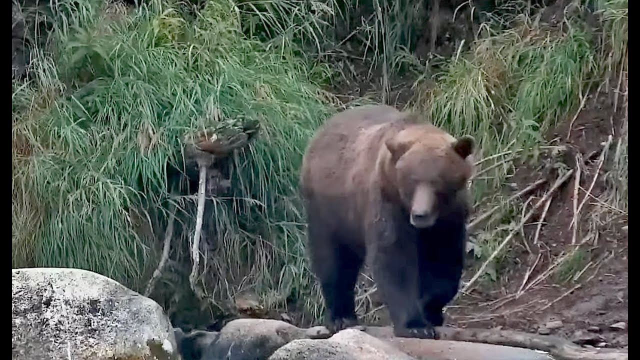 02 Sep 2025: Bear G enters from side hill (explore.org) - YouTube