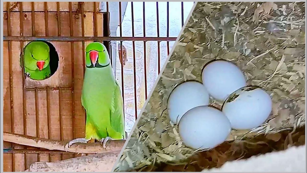 Indian Ringneck Parrot Breeding - YouTube