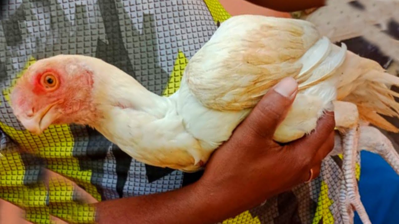 parrot beak aseel hen temper tail new | aseel and animal pets lovers ...