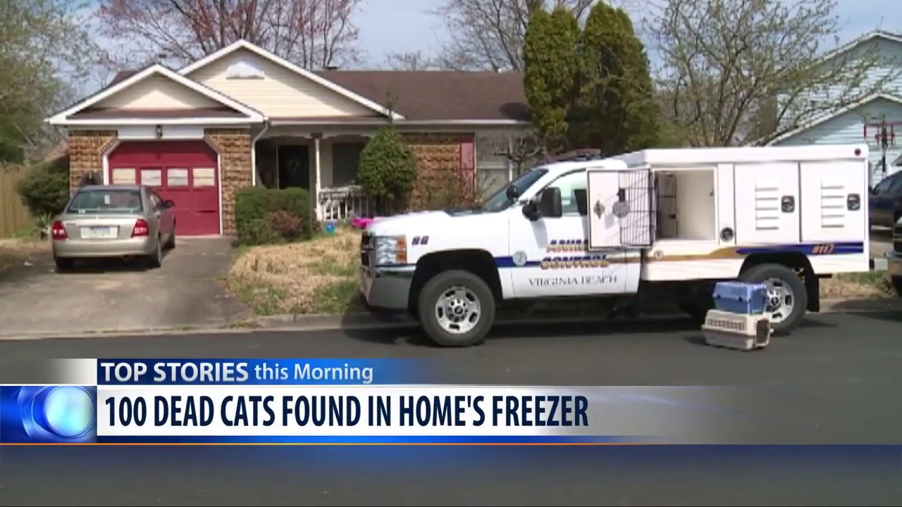 Dozens of dead cats fround in freezer - YouTube