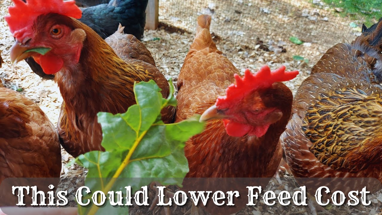 Crops You Can Plant To Lower Feed Cost Of Backyard Chickens - YouTube