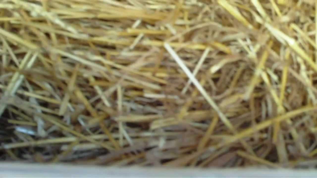 Rabbit Nest Boxes - YouTube