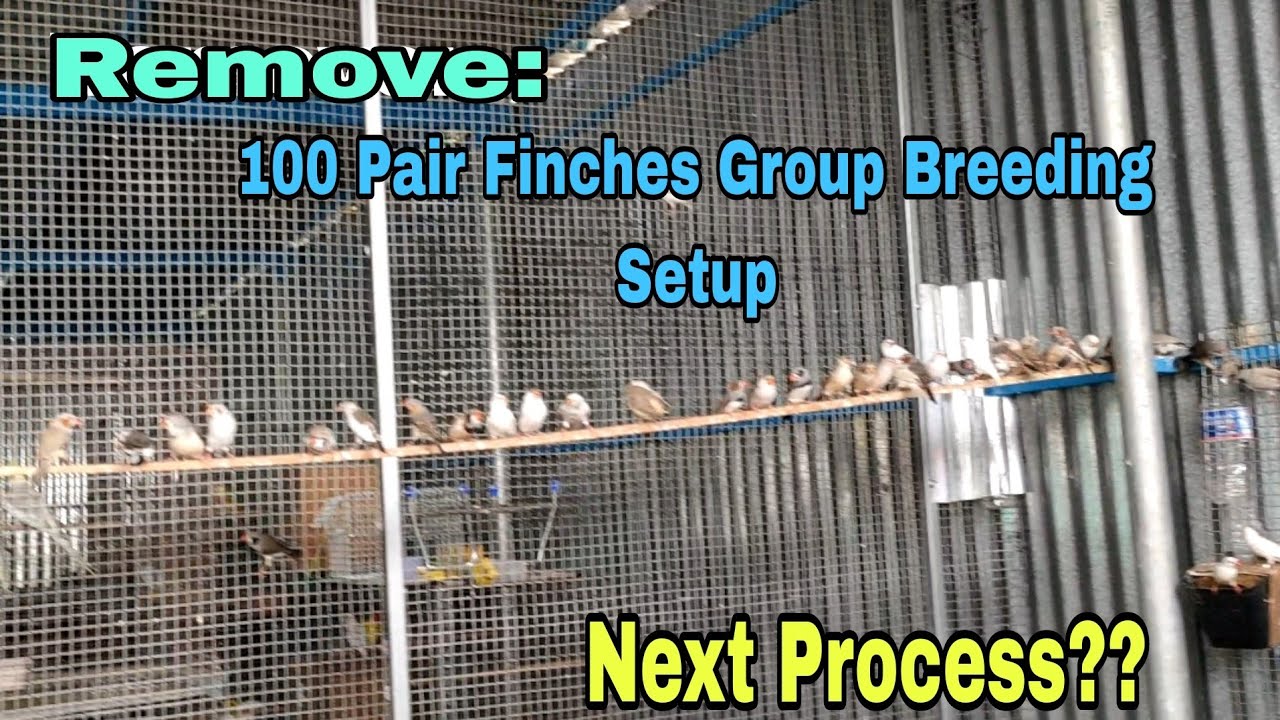 Remove: 100 Pair Group Breeding Finches Setup| Next Setup|| African ...