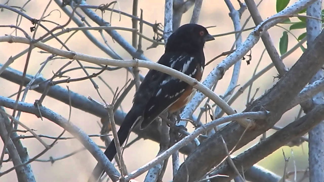 Spotted Towhee song - YouTube