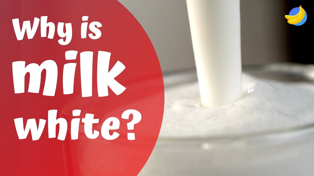 Why is milk white?🥛| Curious Questions - YouTube