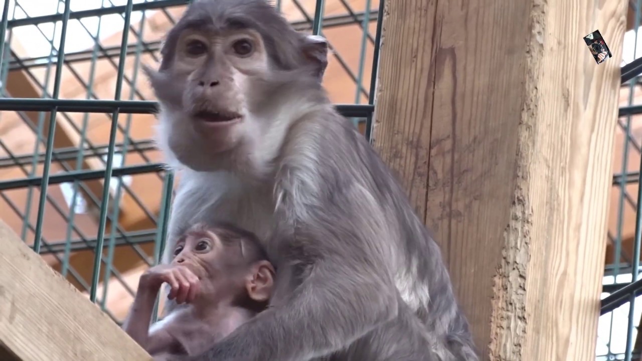 Mangabey couronné et son baby femelle - Zoo de St Martin la Plaine ...