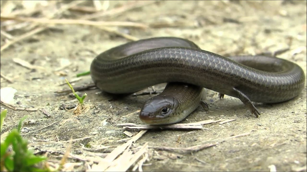 Cobra-de-pernas-tridáctila (Chalcides striatus) - Arriba Fóssil da ...