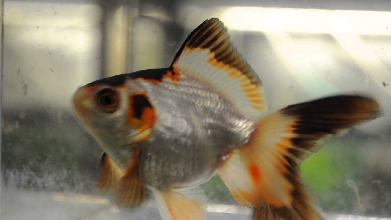 Male calico Panda Fantail Goldfish - YouTube