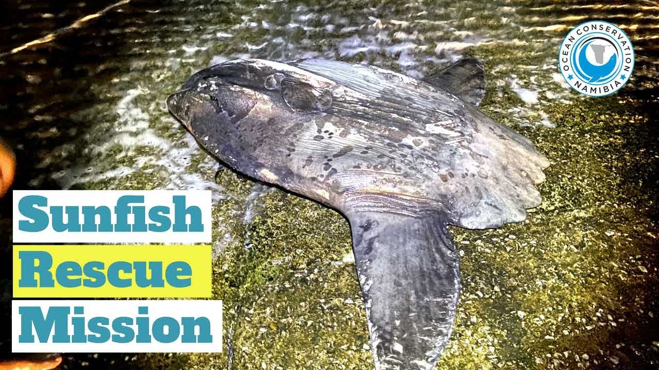 Mola Mola Sunfish Rescue Mission (Late Night) - YouTube