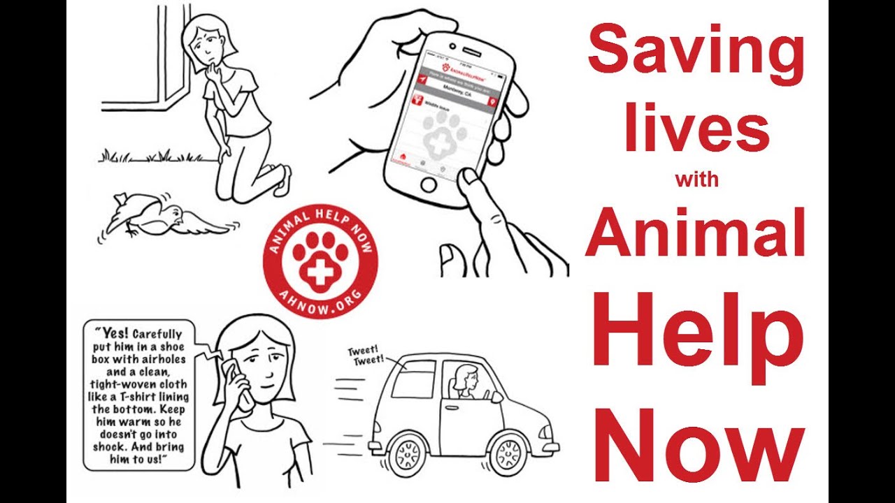 Animated User Guides - YouTube