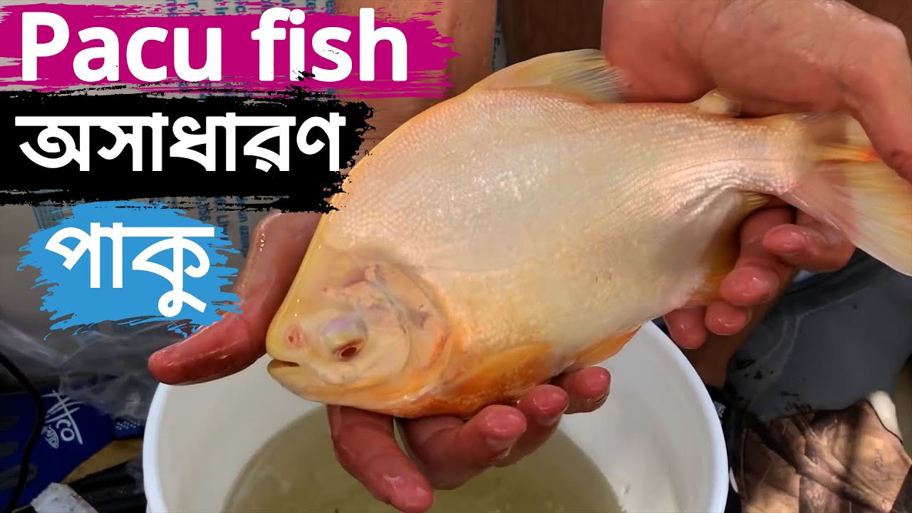 Pacu fish care in bengali || পাকু মাছ একুরিয়াম এ রাখুন || Care guide ...