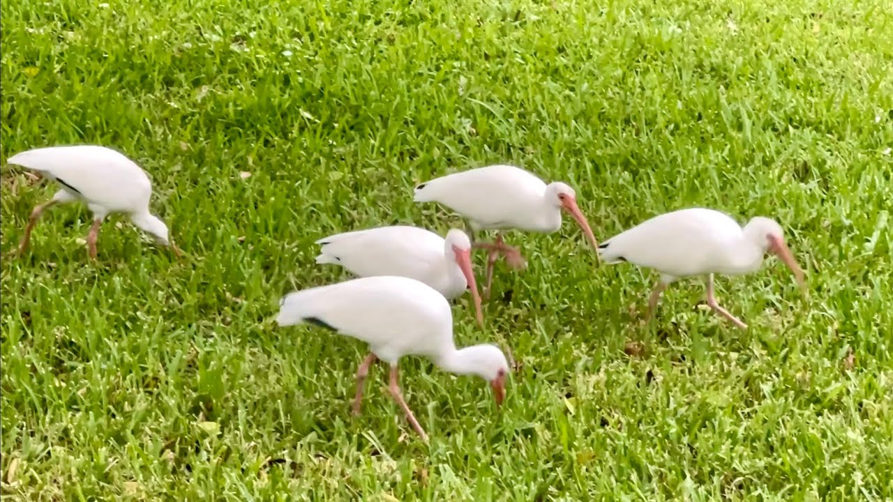 White Ibises Doing Their Thing in North Naples, Florida - YouTube