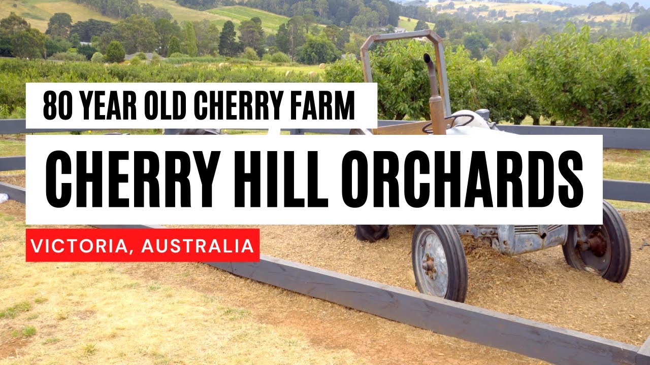 Melbourne's Cherry Orchard - YouTube
