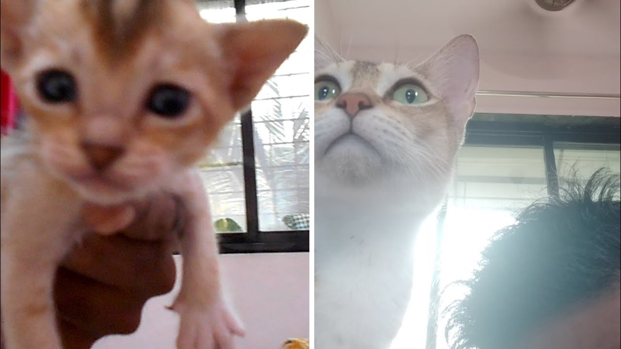 kittens Grow up in 30 second| introducing a kitten to a cat - YouTube