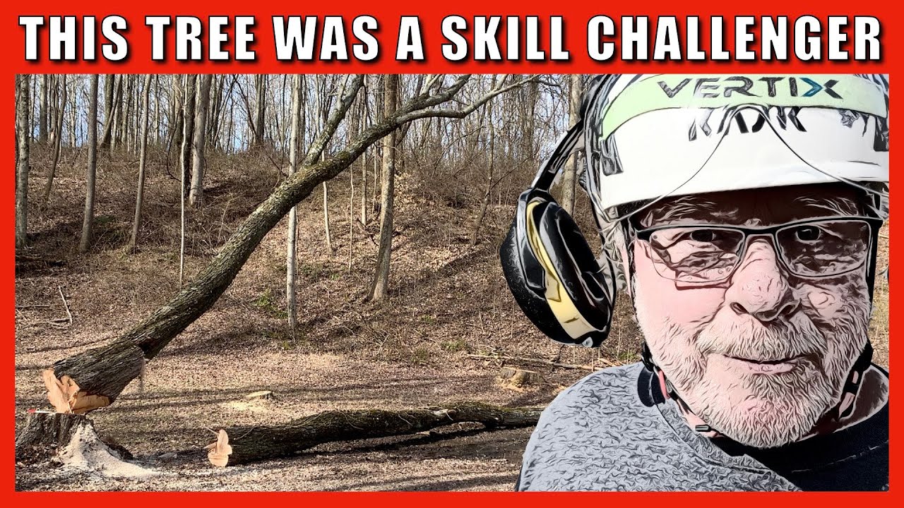 Let's Cut Down a Tree, A Gnarly Tree, A Dangerous Tree - YouTube