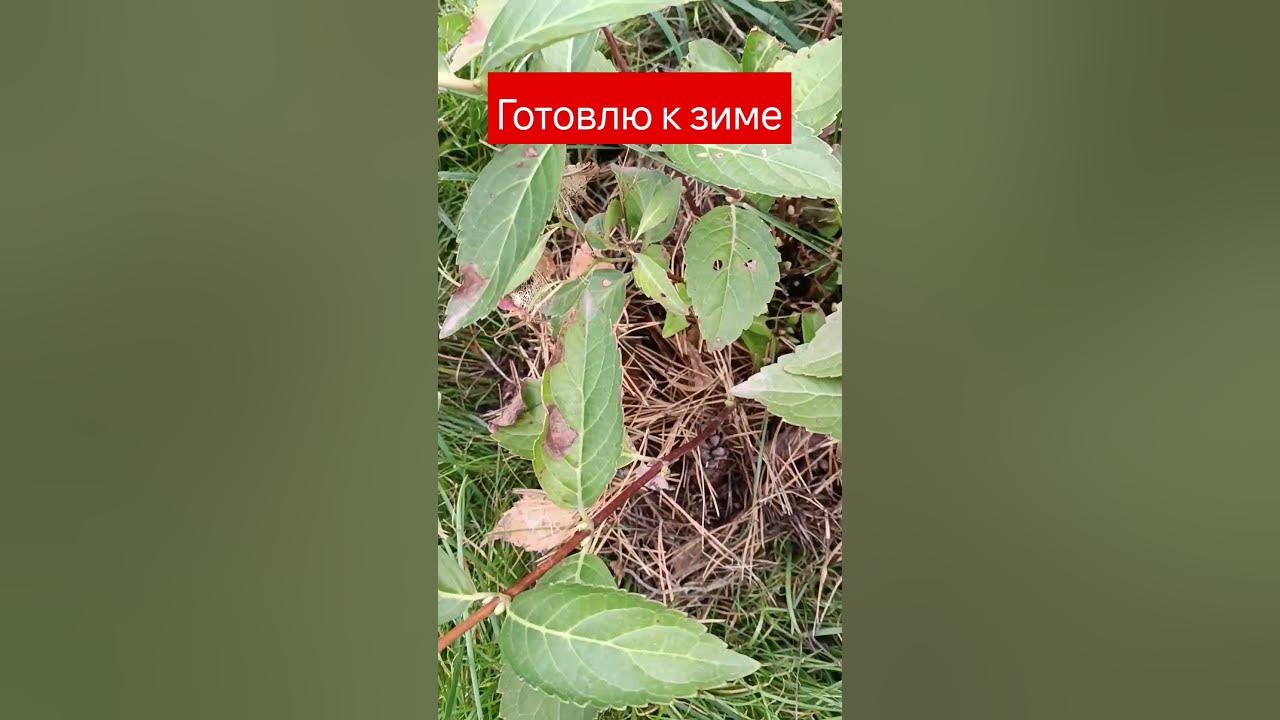 Сосновый опад раскладываю под гортензии#красота #сад # ...
