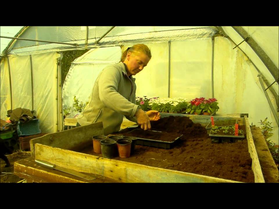 How To Start Seeds - Sowing Herbs And Vegetable Seeds - YouTube
