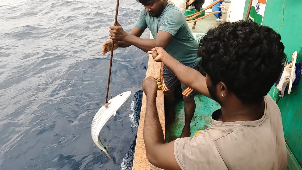 Catching King Fish & Horse Mackerel Fish in the Sea - YouTube