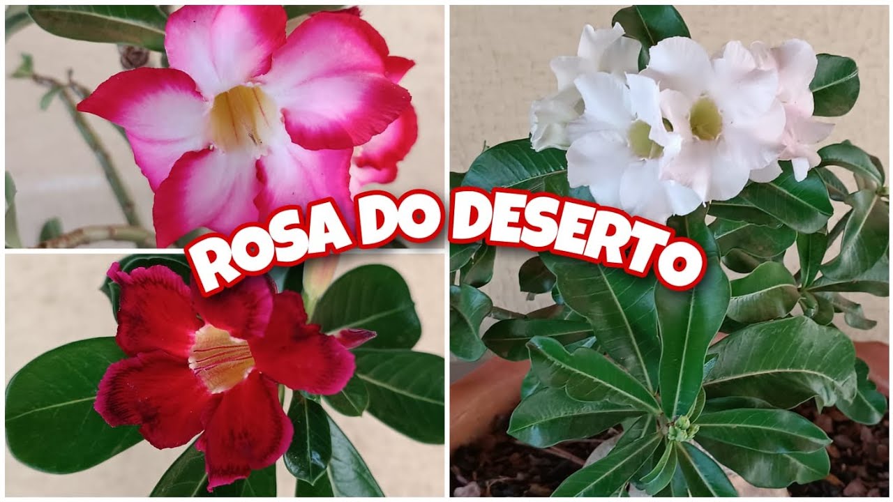 CUIDANDO DE ROSA DO DESERTO BEBÊ!🤗🌹🌹 - YouTube